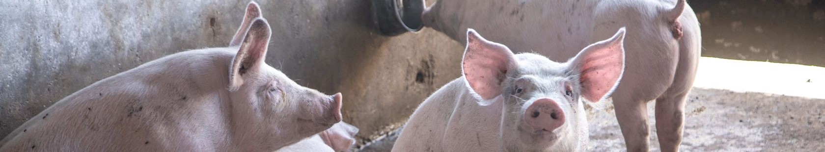 SUIGEN® PCV2 - GIẢI PHÁP TỐI ƯU BẢO VỆ ĐÀN HEO TRƯỚC VIRUS CIRCO LOẠI 2